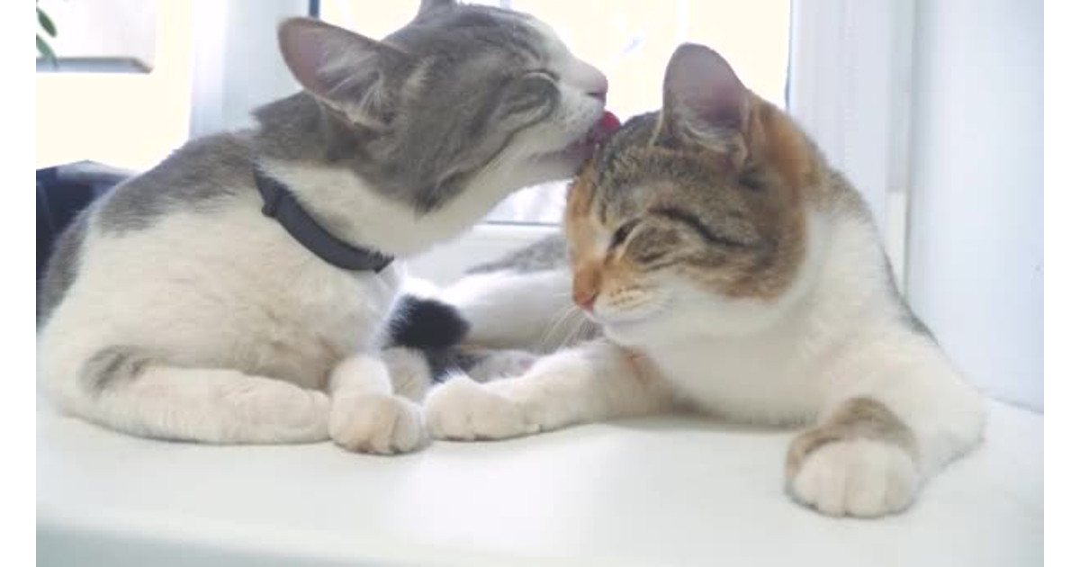 like 和 fancy 有什麼不同？ | Teacher Sammy's English Language Blog