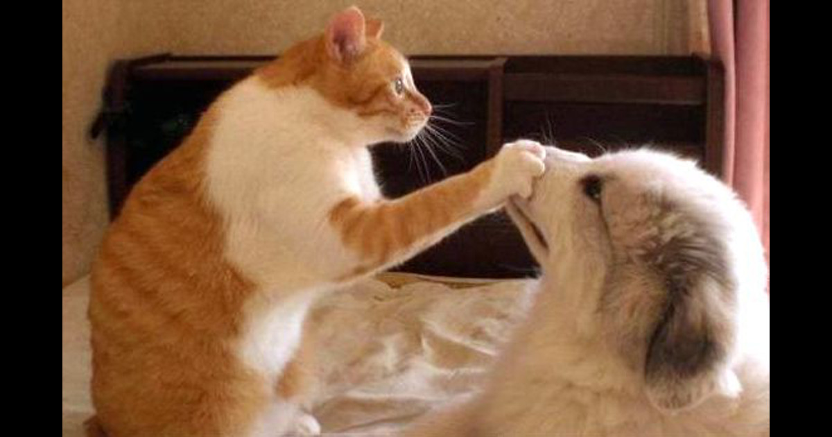 「clap back」是什麼意思？ | Teacher Sammy's English Language Blog