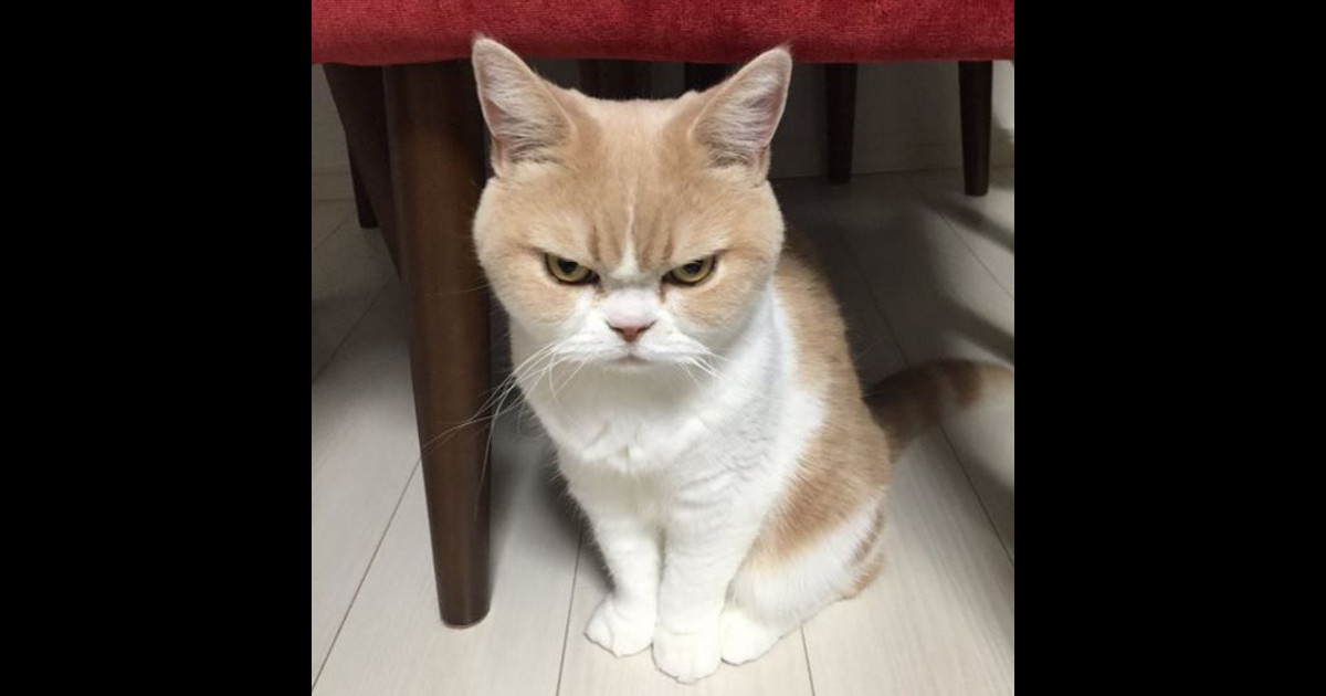 「pent-up」是什麼意思？ | Teacher Sammy's English Language Blog