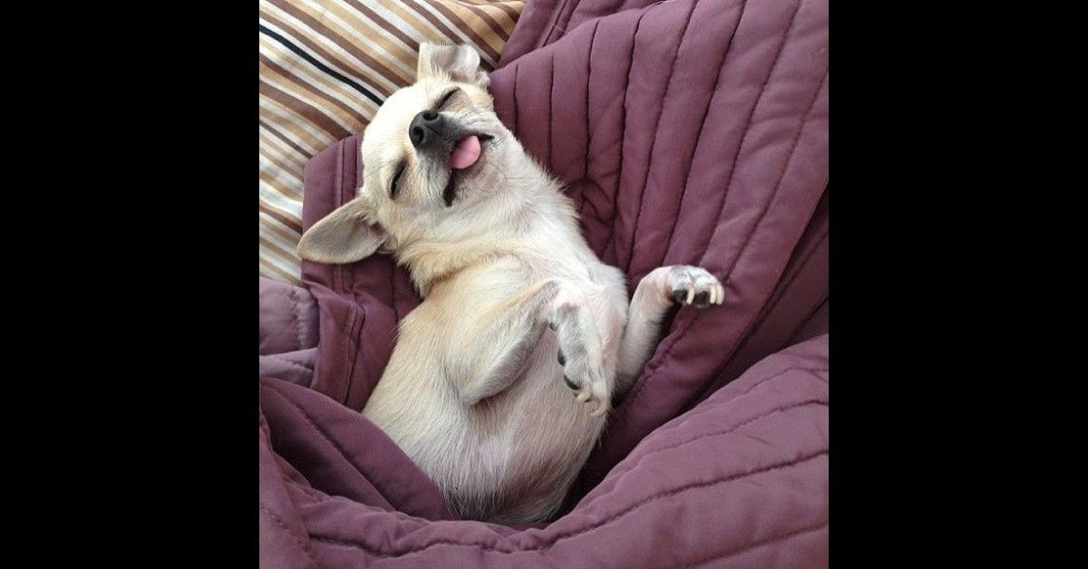 「He is a goner.」是什麼意思？ | Teacher Sammy's English Language Blog